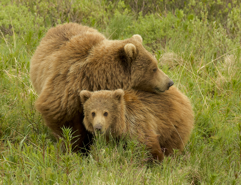 Grizzly Bear (Ursus arctos horribilis) - Know Your Mammals