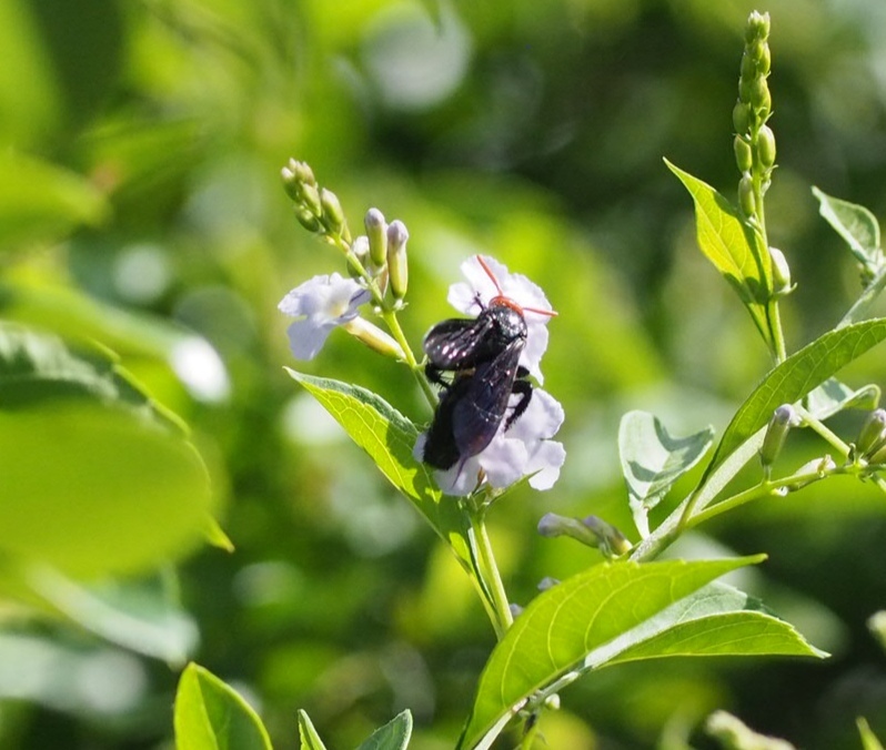 Austroscolia ruficeps (Smith, 1855)