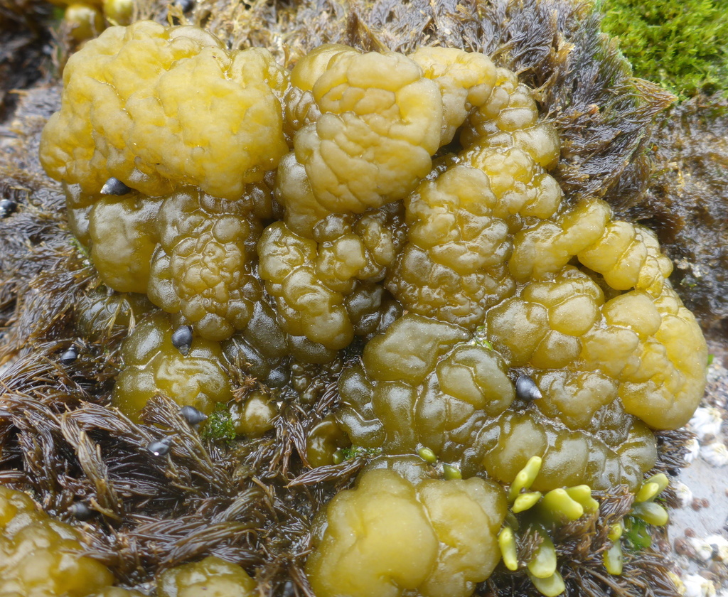 Ectocarpales from Santa Cruz County, CA, USA on June 25, 2017 at 08:54 ...