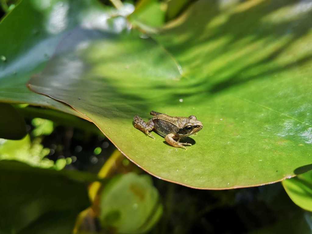 European Common Frog from Easton on the Hill, Stamford PE9, UK on July ...