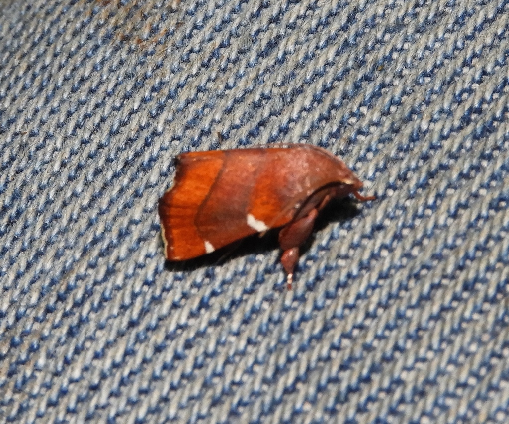 Scaly-legged Pyralids from Mazatlán, Sin., México on July 22, 2020 at ...