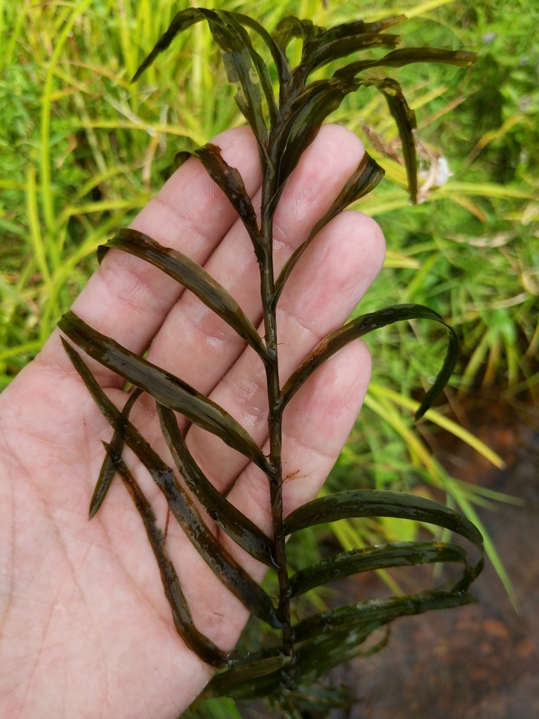 robbins' pondweed (ADIRONDACK RESEARCH GUIDEBOOK) · iNaturalist
