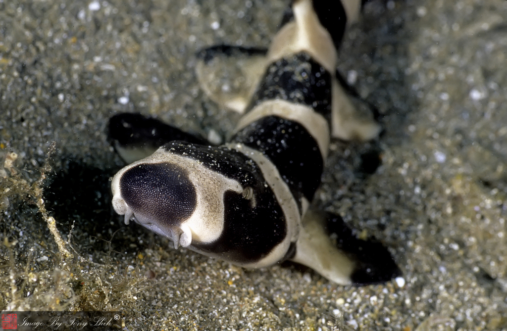 Brown-banded Bamboo Shark (Chiloscyllium punctatum) - Marine Life ...
