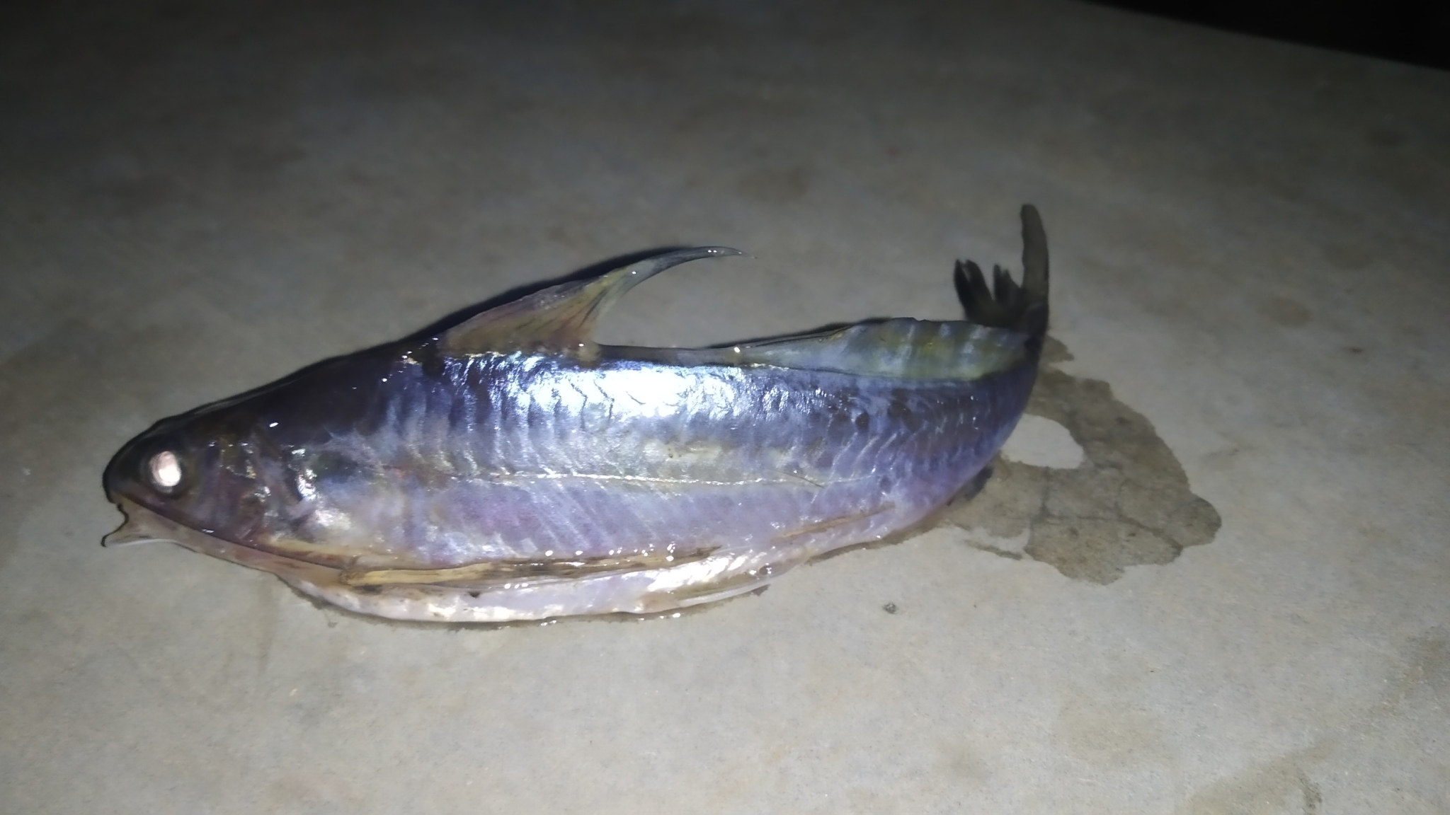 Mystus cavasius (Hamilton, 1822)