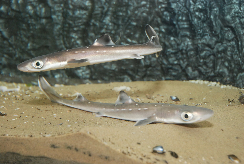 White-spotted Dogfish (Squalus acanthias) - Marine Life Identification