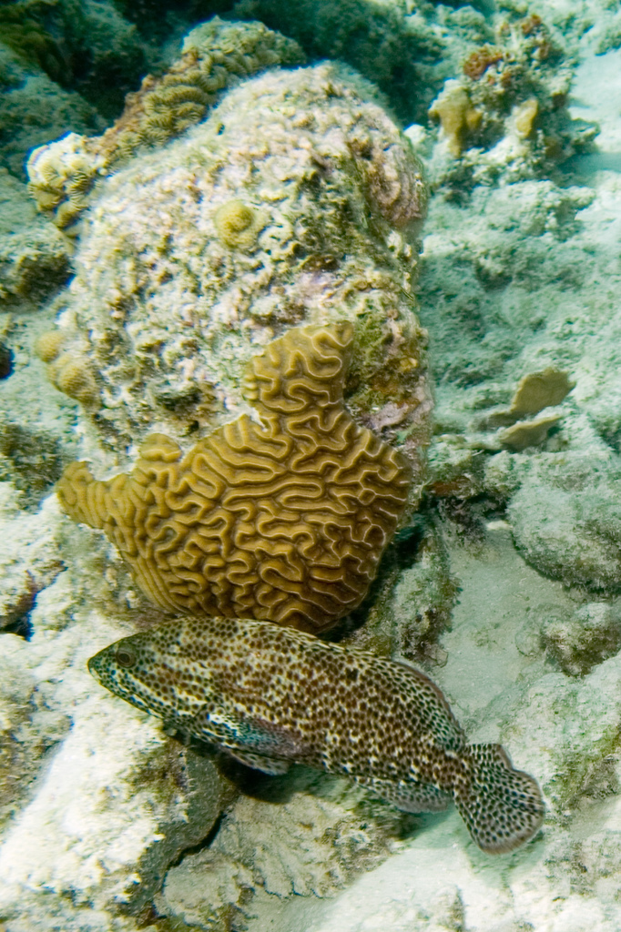 Rock Hind (Greensboro Science Center SciQuarium) · iNaturalist