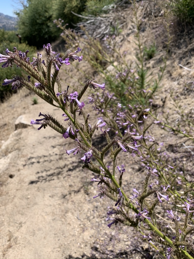 Poodle-dog bush from Angeles National Forest, Littlerock, CA, US on ...