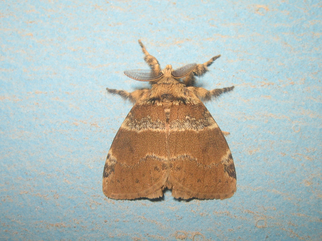 Ilema eurydice in July 2020 by kevin_cheng · iNaturalist