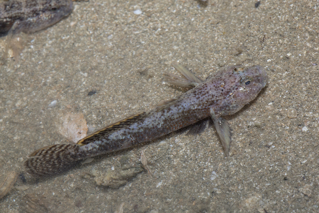 Brown Drombus from Chek Jawa Trail, Singapore on June 24, 2017 at 04:34 ...