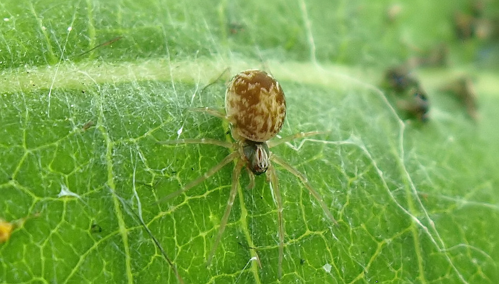 Wide Ribbon Meshweaver from Leicester St, Garland, TX, USA on June 15 ...