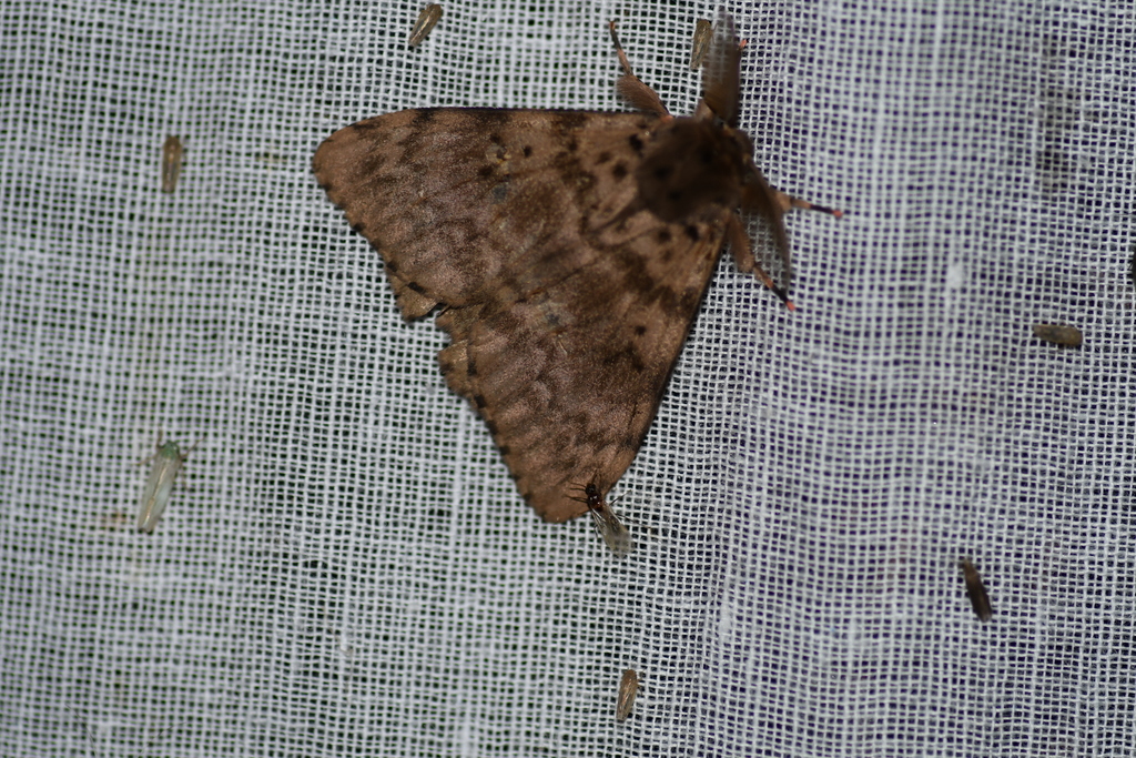 Lymantria incerta from Chari, Himachal Pradesh 176217, India on July 25 ...