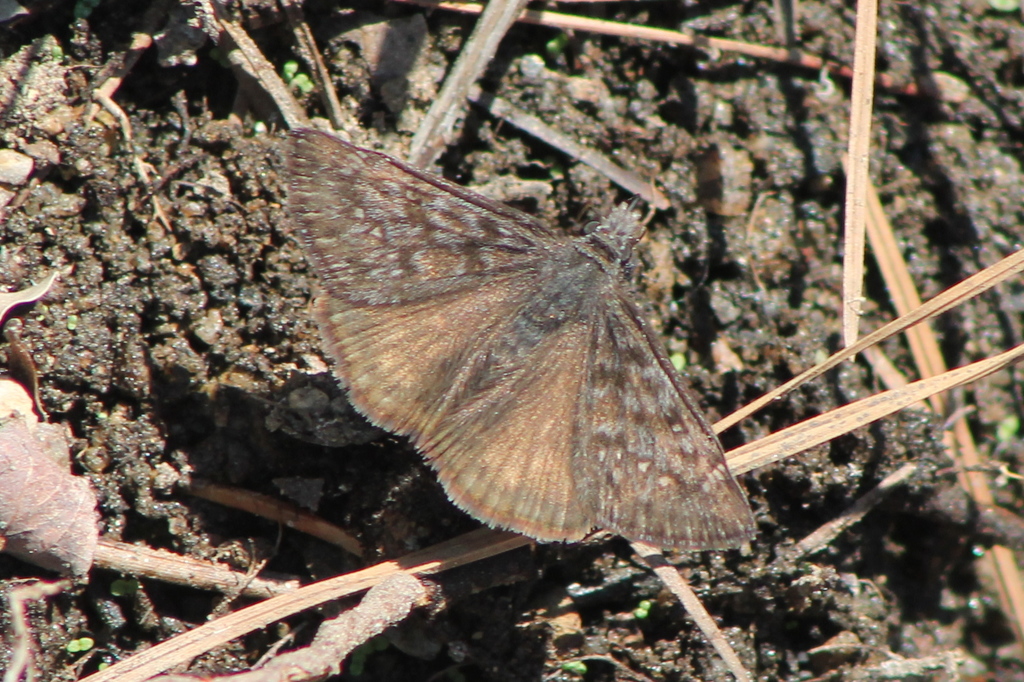 Persius Duskywing (Denver-Boulder Metro Area: Butterflies and Moths ...