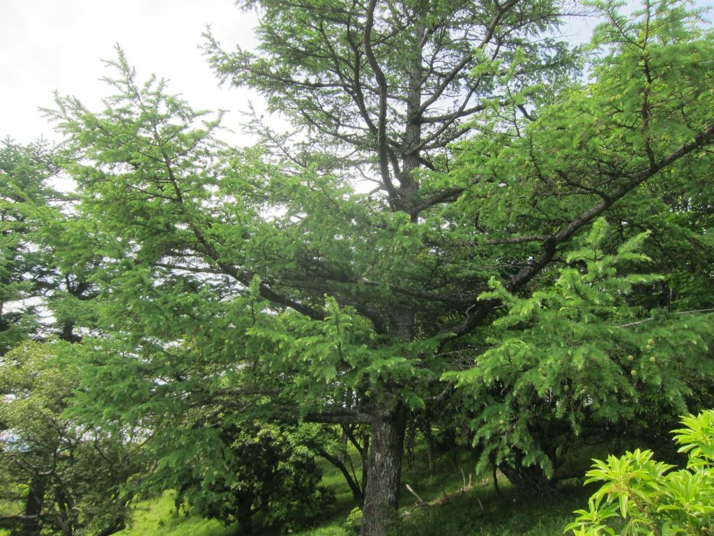 Japanese larch (Larix kaempferi) - Botanical Realm