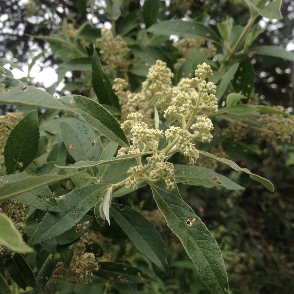 tepozan from Acajete, Pue., México on June 25, 2017 at 02:36 PM by Bodo ...