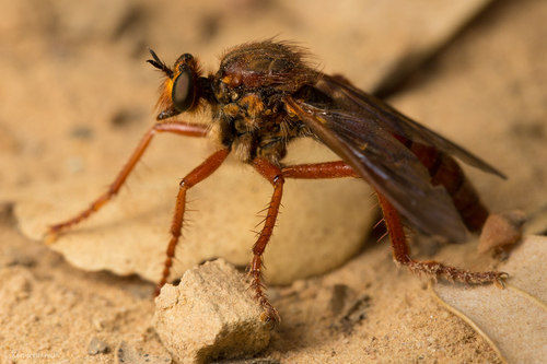 Callinicus calcaneus · iNaturalist