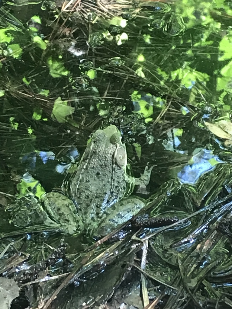 Green Frog from Bartow County, US-GA, US on July 19, 2020 at 04:52 PM ...