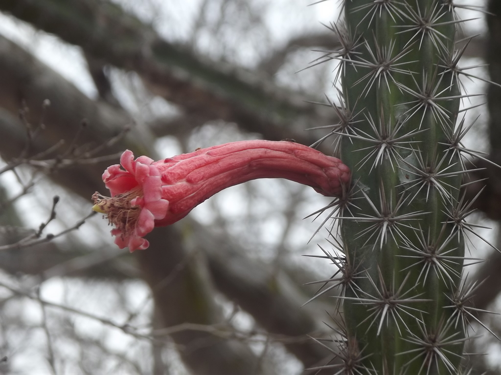 Octopus Cactus in June 2017 by J. Fernando Pío León · iNaturalist