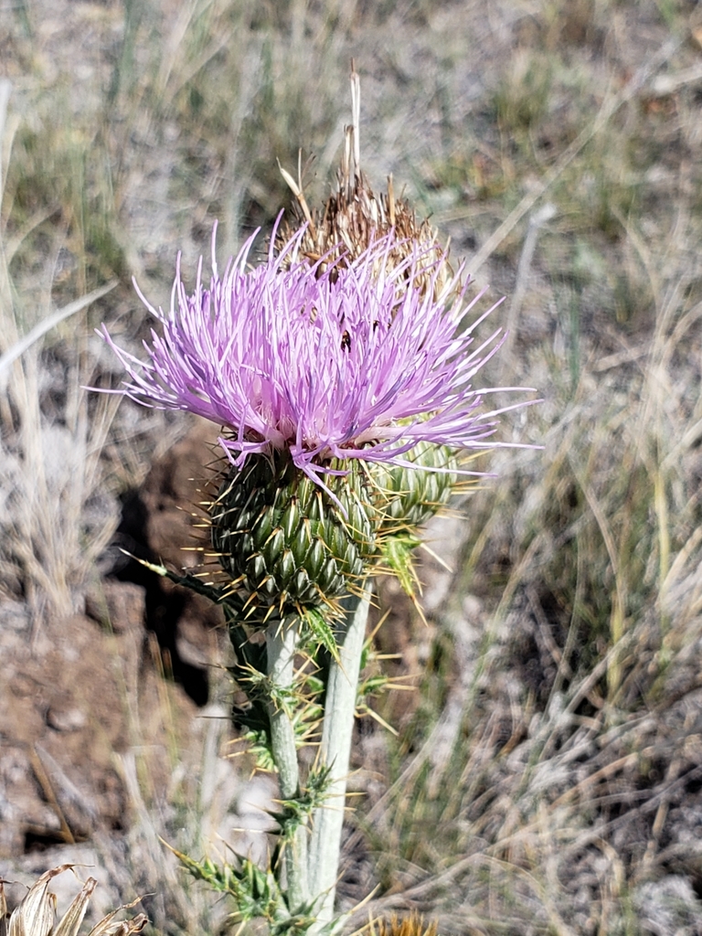 wavyleaf thistle from Consul, SK S0N 0P0, Canada on July 25, 2020 at 02 ...