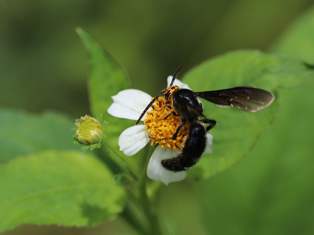 Scolia superciliaris from Kwun Tong, HK on June 25, 2017 at 12:10 PM by ...
