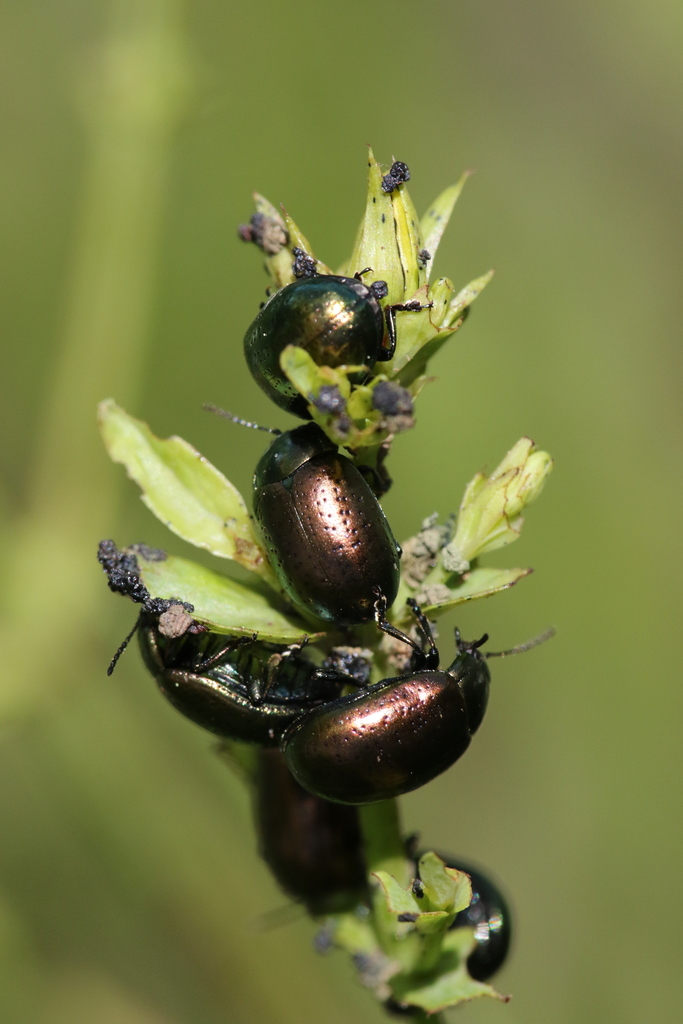 Saint John's Wort Beetle (Madeira Käfer) · iNaturalist