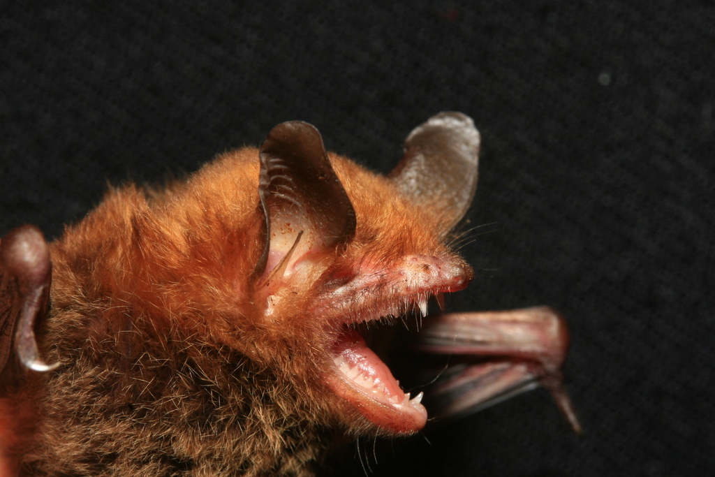 Myotis anjouanensis (African bats and rodents) · iNaturalist