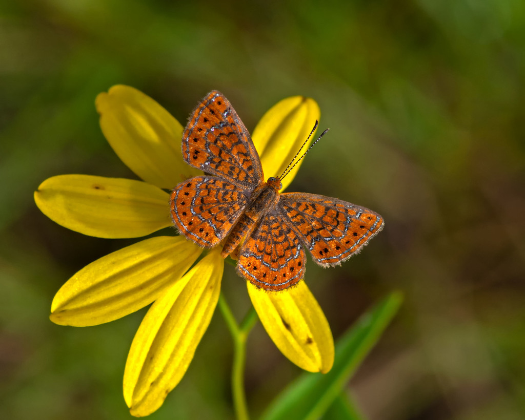 Little Metalmark in July 2020 by Lillie · iNaturalist