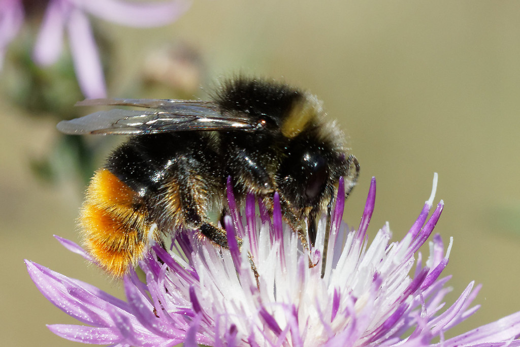 Red-tailed Bumble Bee from Marymont-Potok, Warsaw, Poland on July 25 ...
