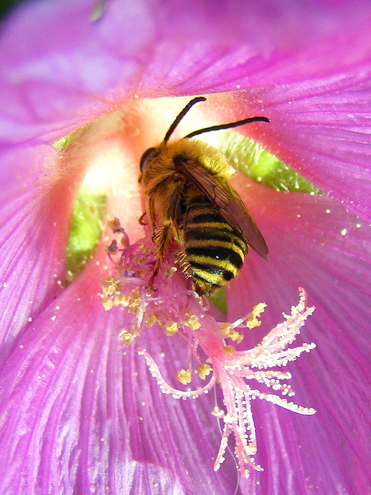 Tetralonia Spinola, 1838