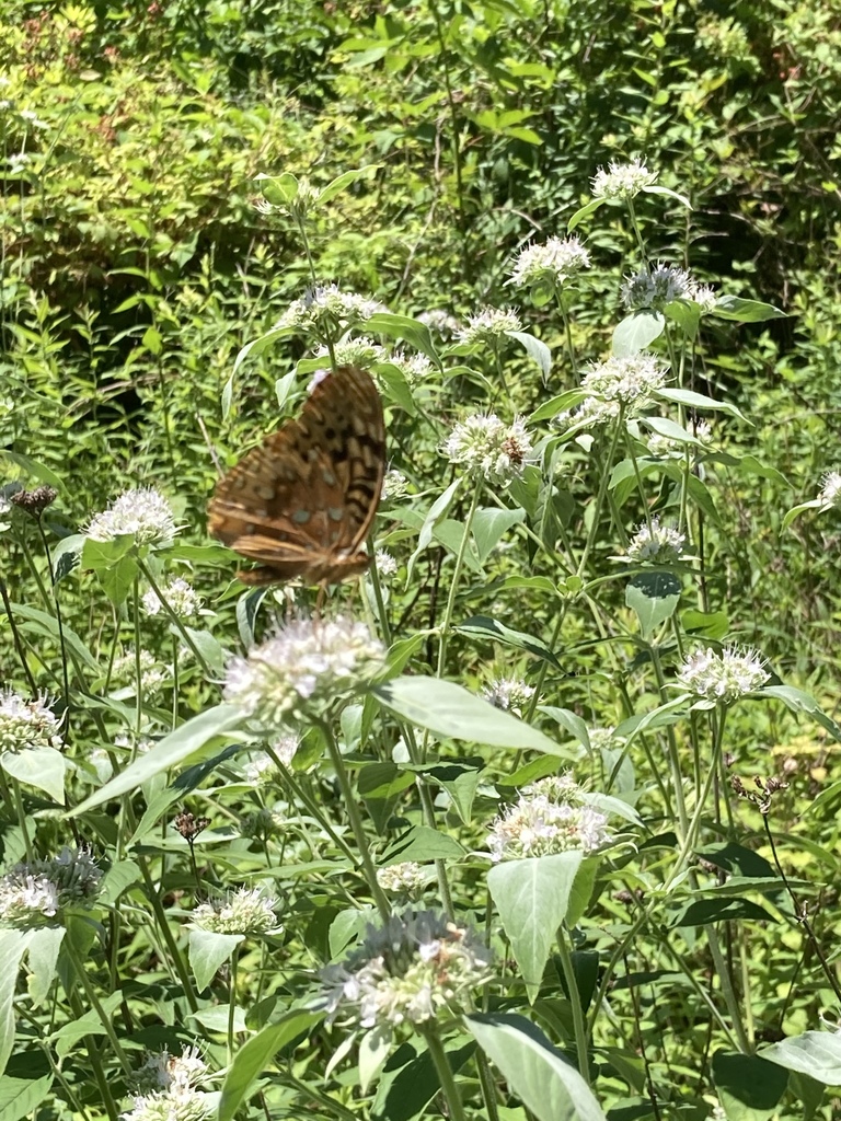 Great Spangled Fritillary from Orioles Dr, Lehighton, PA, US on July 26 ...