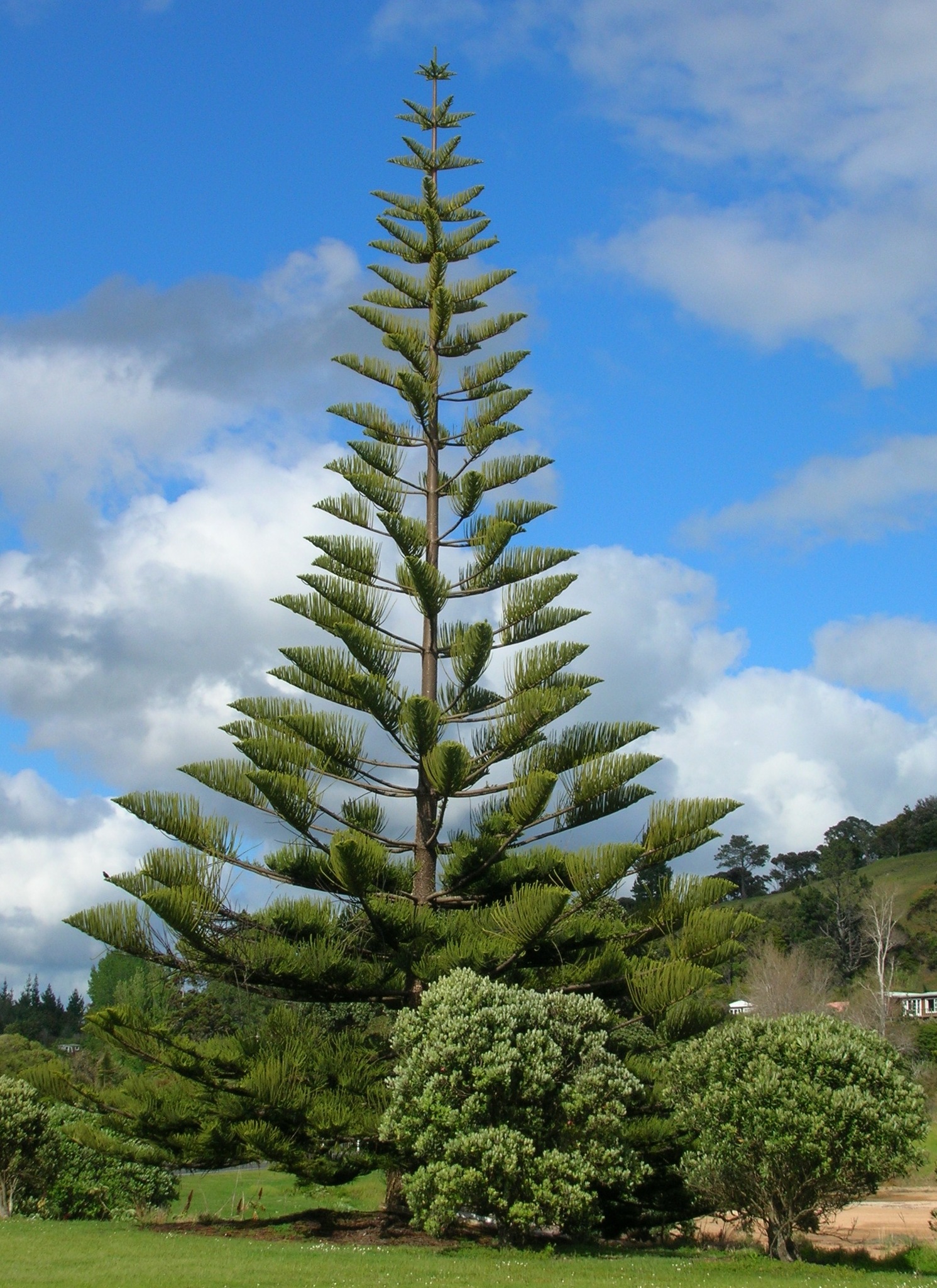 Pinophyta Ejemplos EL MUNDO DE LAS CONIFERAS – Jardines Sin