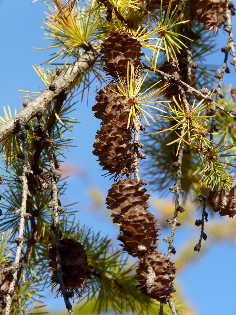 conifers (Pinopsida) - Botanical Realm