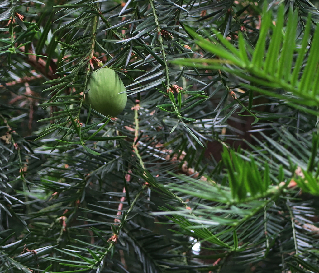 conifers (Pinopsida) - Botanical Realm