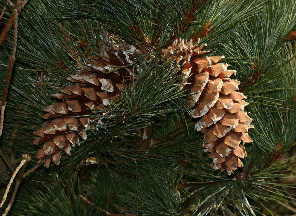conifers (Pinopsida) - Botanical Realm