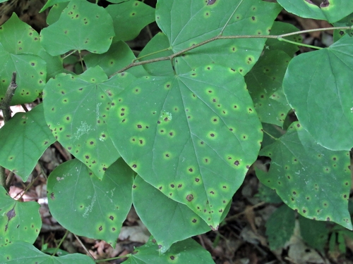 Genus Passalora · iNaturalist