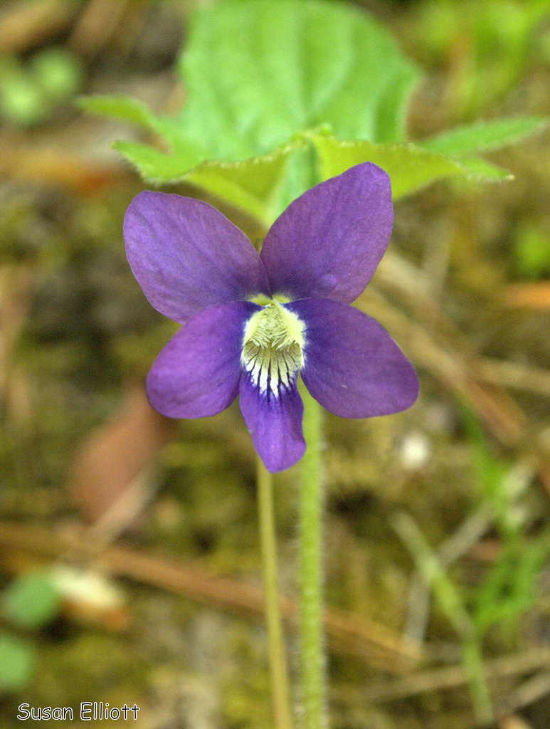 palm violet in May 2014 by Susan Elliott · iNaturalist