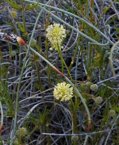 Opercularia vaginata · iNaturalist