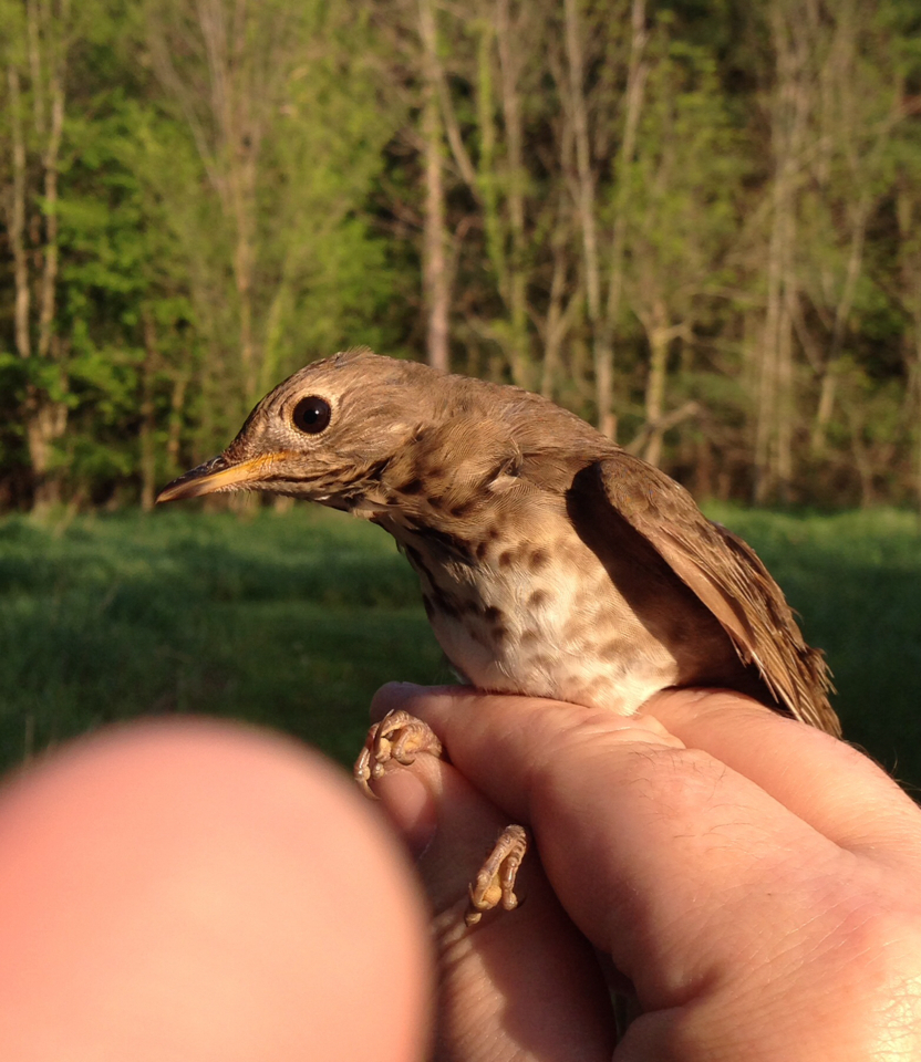 Gray-cheeked Thrush (Birds of Alabama) · iNaturalist
