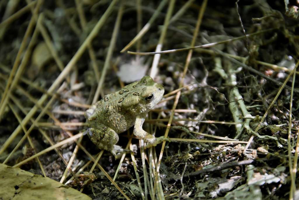 North American Toads from Marshfield Hills, Marshfield, MA, USA on July ...