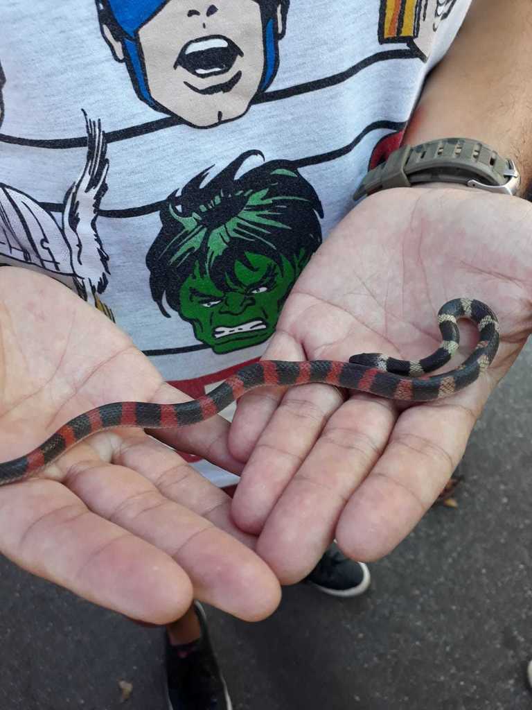 Forest Flame Snake from Rio de Janeiro on October 5, 2018 at 02:32 PM ...