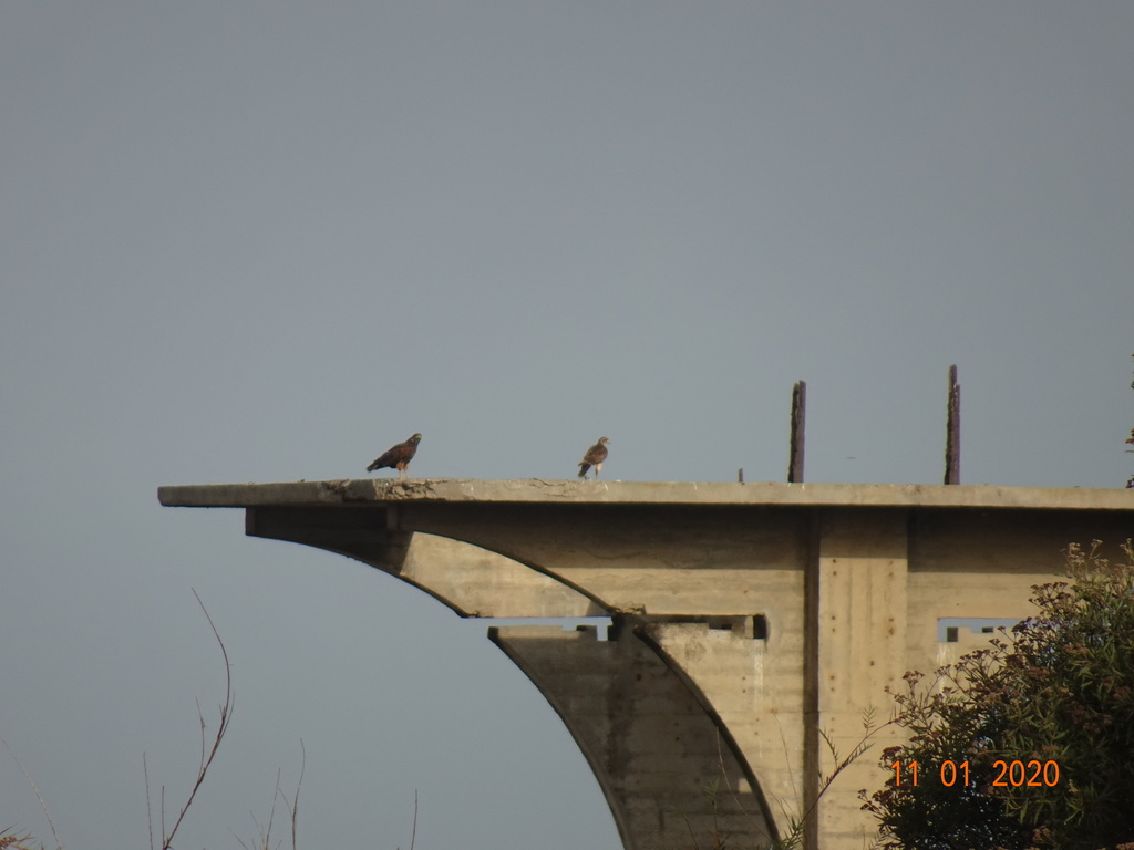 Harris's Hawk from Pisco, Perú on January 11, 2020 at 07:12 AM by ...