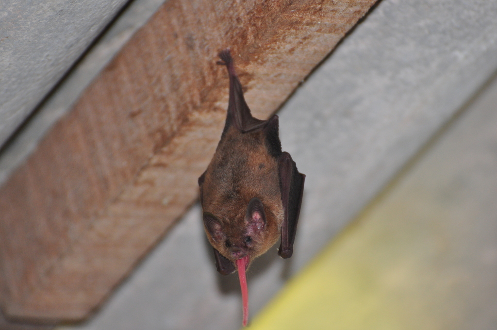 Pallas's Long-tongued Bat from Conde, BR-PB, BR on May 4, 2012 at 08:48 ...