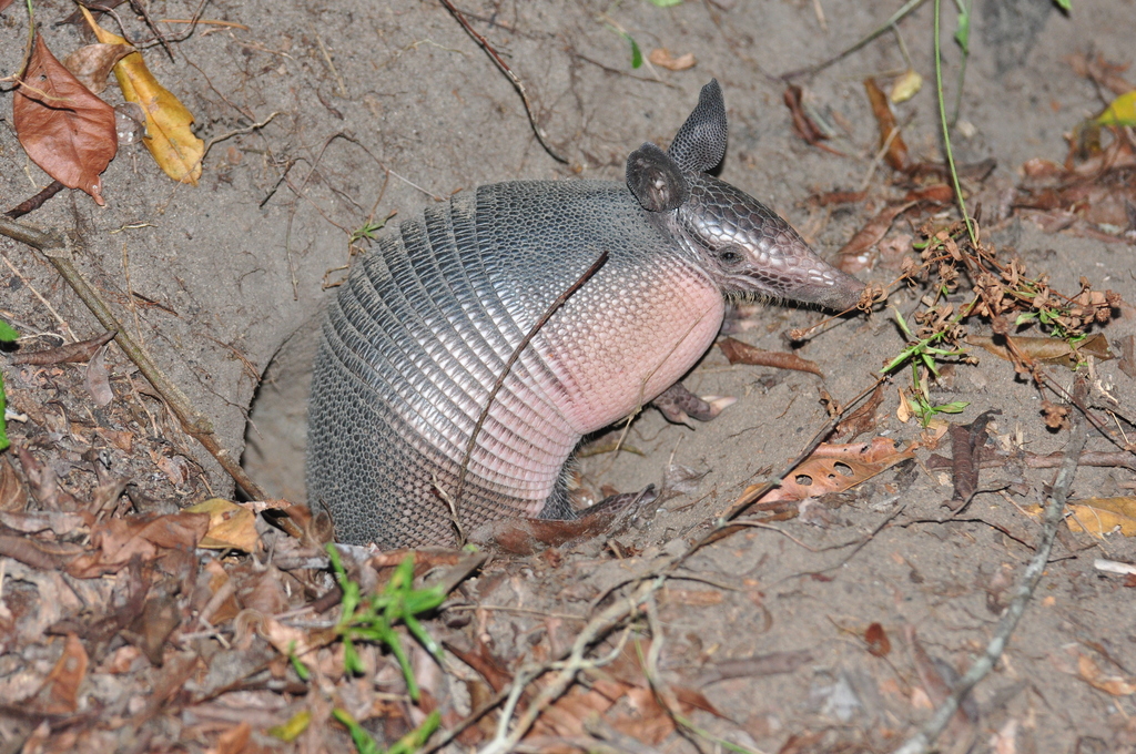 Brazilian Nine-banded Armadillo (Dasypus novemcinctus novemcinctus ...