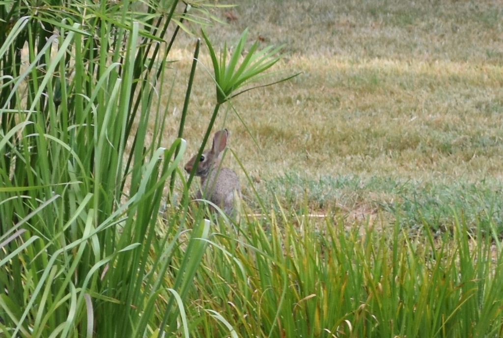 Cottontail Rabbits from Hood County, TX, USA on July 25, 2020 at 06:59 ...