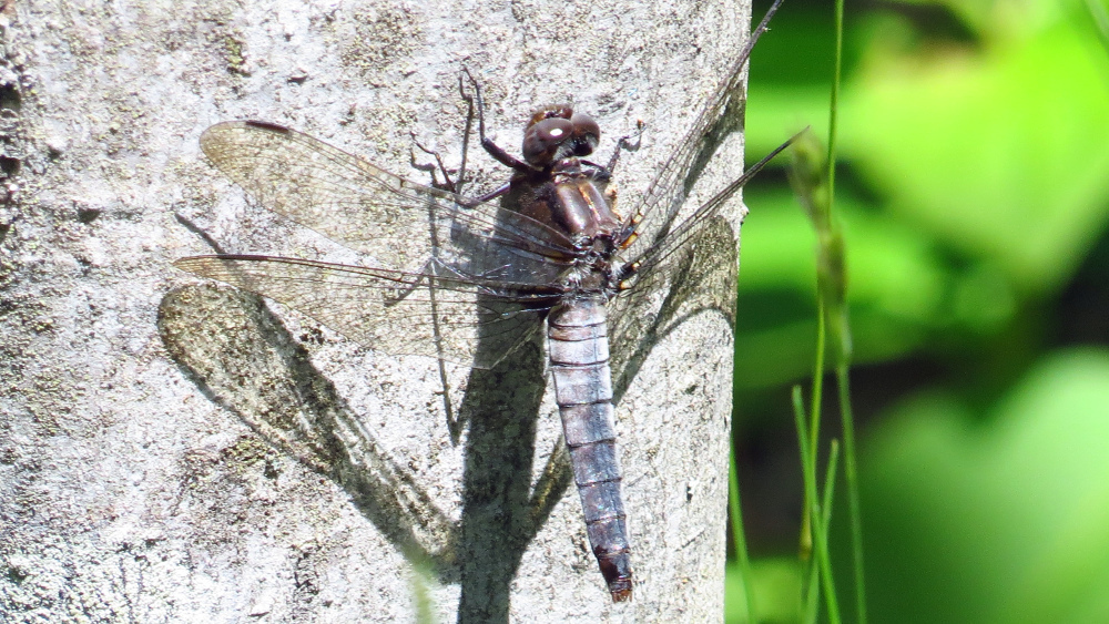White Corporal from Saint John, NB, Canada on July 25, 2020 at 02:21 PM ...