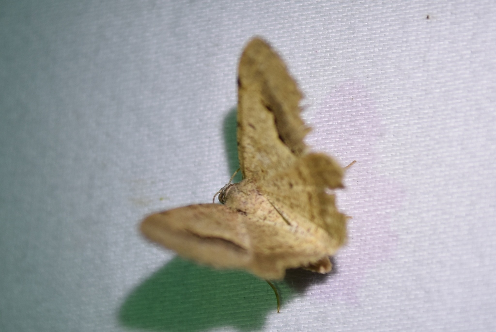 Signate Looper Moth from Hood County, TX, USA on July 25, 2020 at 11:10 ...