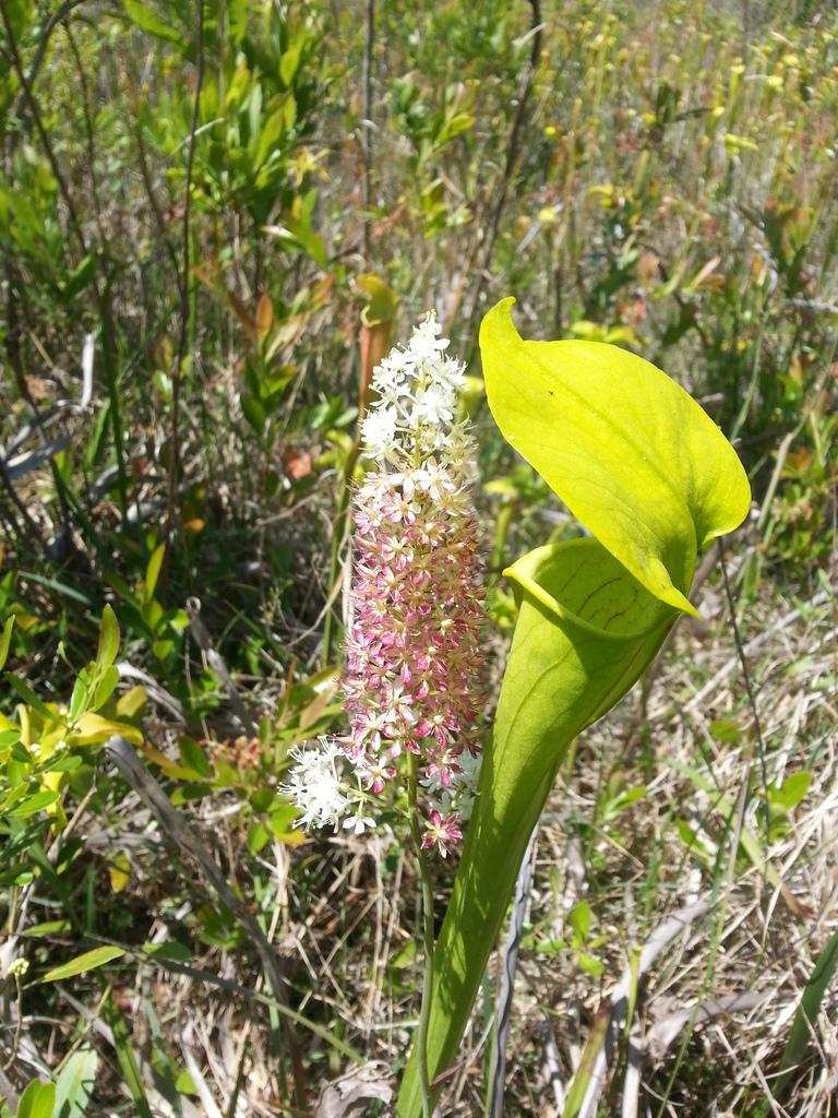 Melanthieae in May 2014 by Matthew Herron · iNaturalist