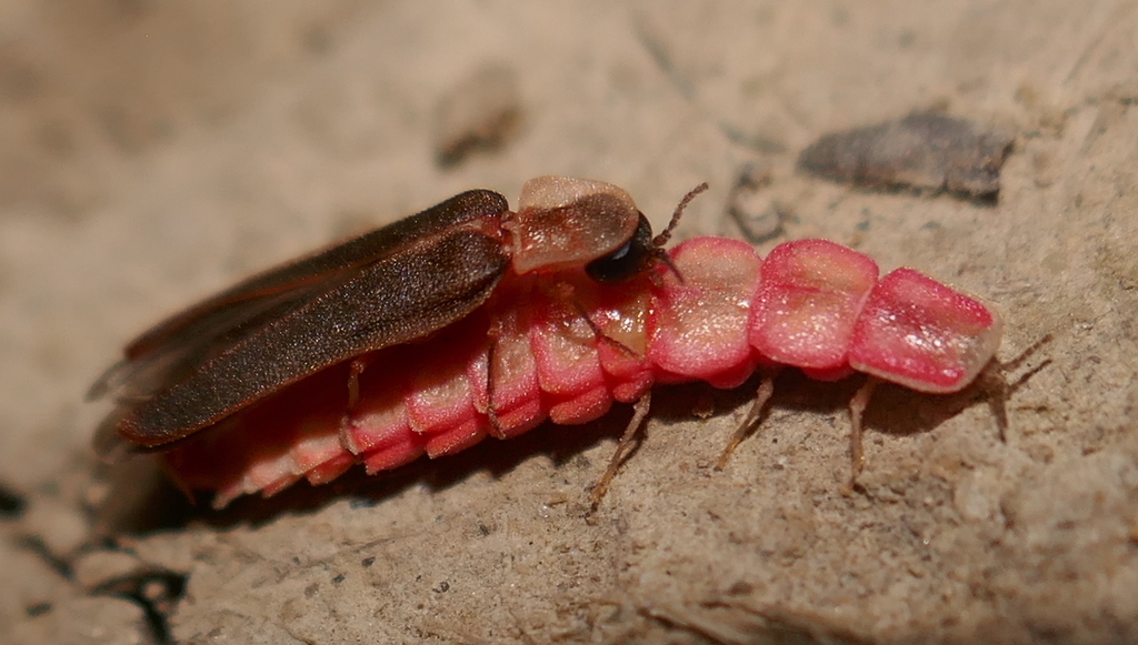 California Pink Glowworm from Contra Costa County, CA, USA on June 17 ...