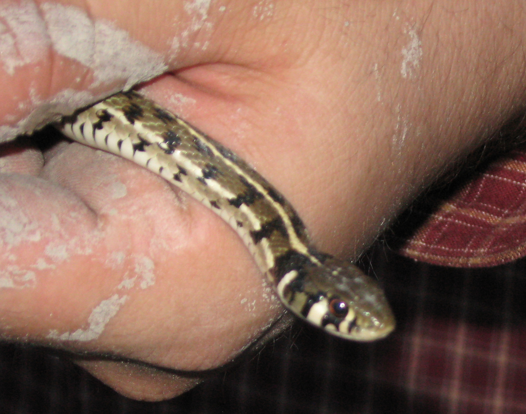Checkered Garter Snake in June 2009 by Chris (CP) and Pamela (PP) Pipes ...