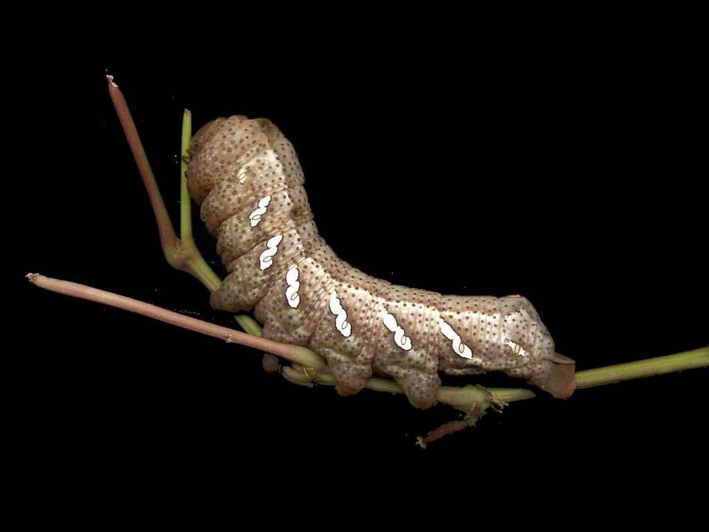 Achemon Sphinx (Insects of Staunton State Park) · iNaturalist