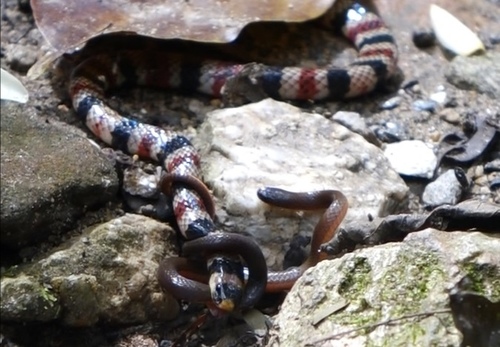 Variable Coralsnake (Micrurus diastema) - Snakes and Lizards